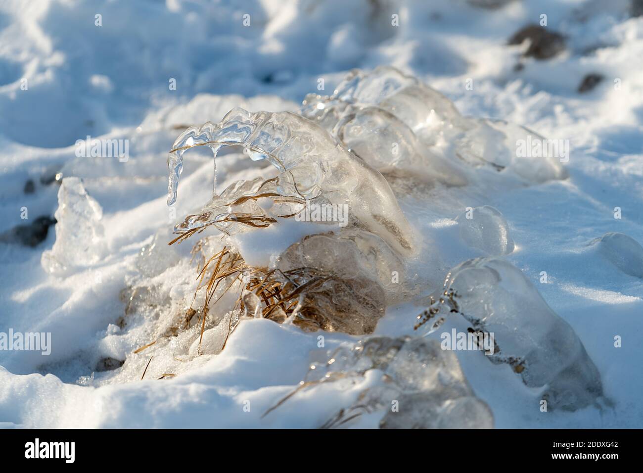 Natural background with ice crystals on plants after an icy rain ...