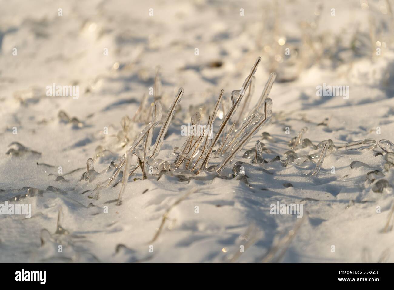 Natural background with ice crystals on plants after an icy rain ...