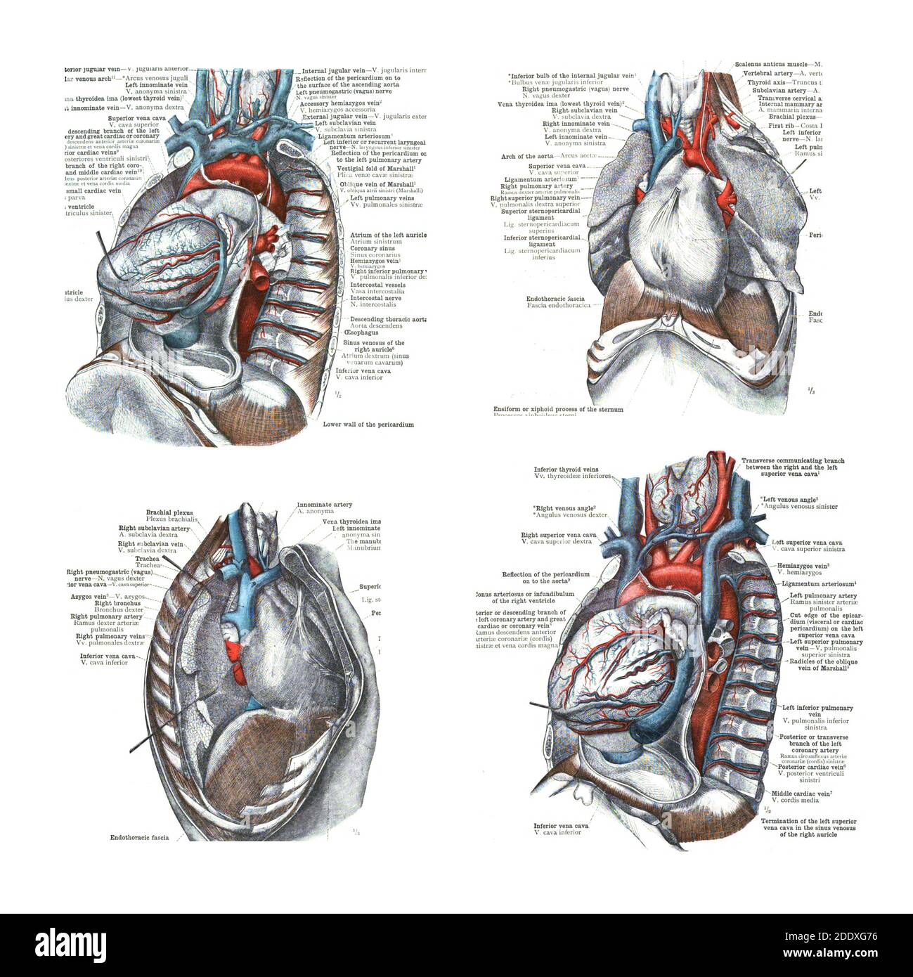 4 views of the heart and thoracic cavity, from An atlas of human ...