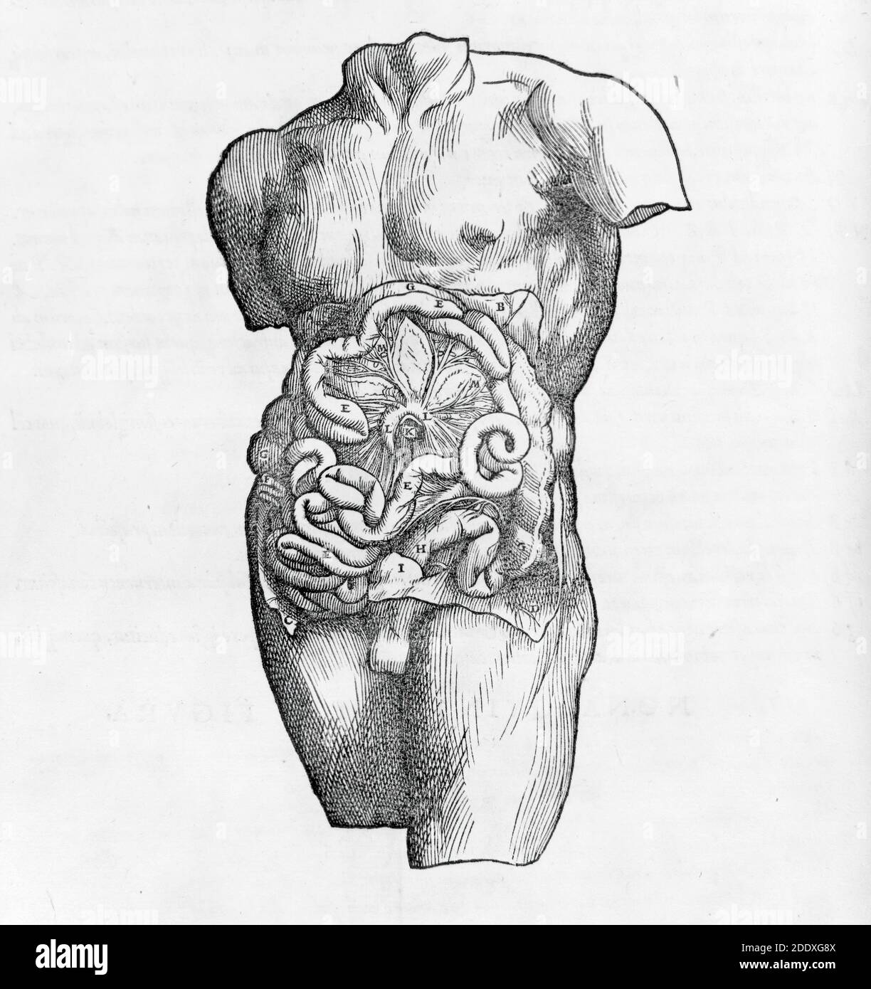 Human anatomy showing male muscles and organs by Vesalius, Renaissance ...