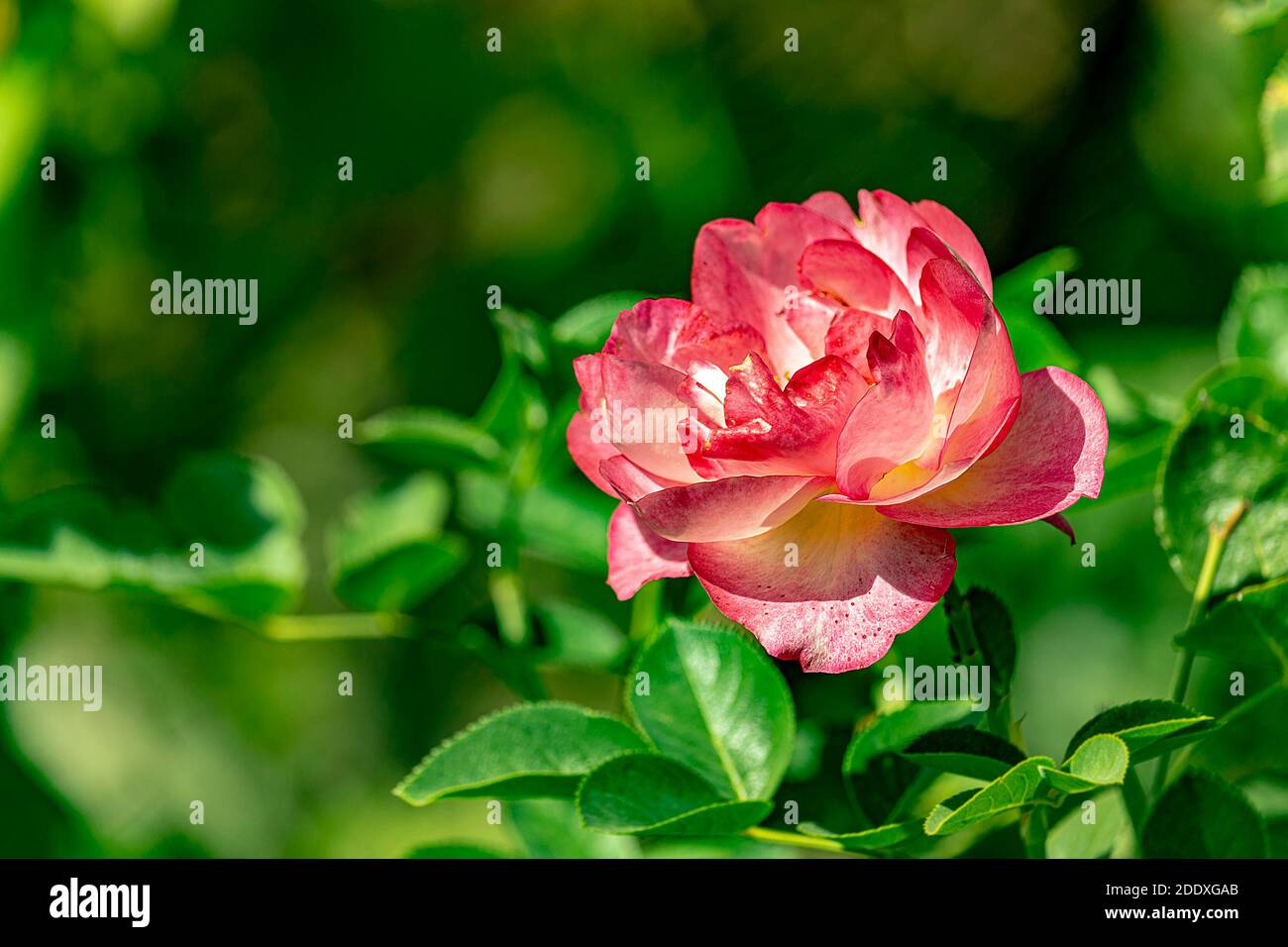 Canker flower hi-res stock photography and images - Alamy