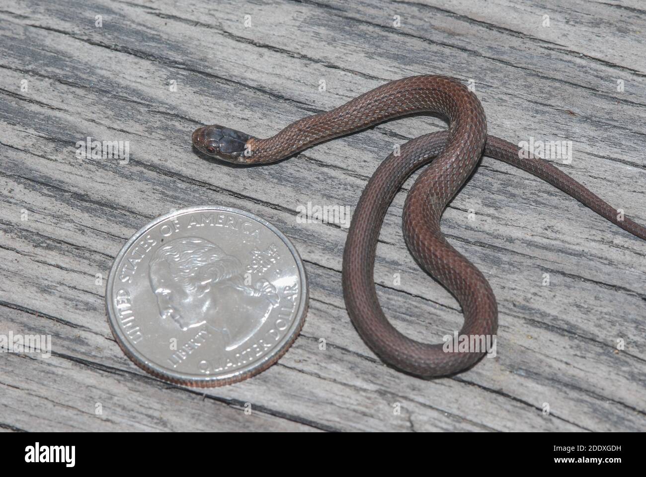 A redbellied snake (Storeria occipitomaculata) from the Kettle Moraine ...