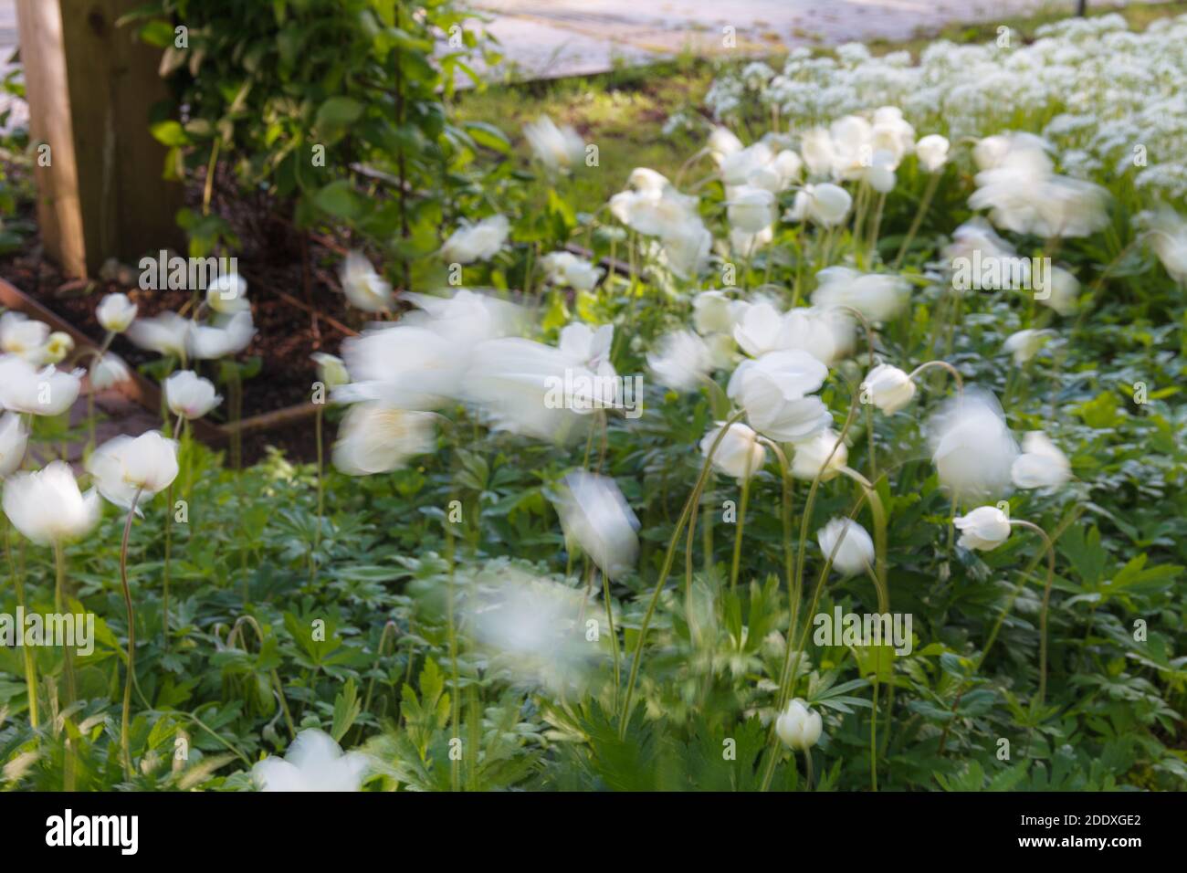 Blurred white flowers in motion. Windy moving and long shutter speed ...