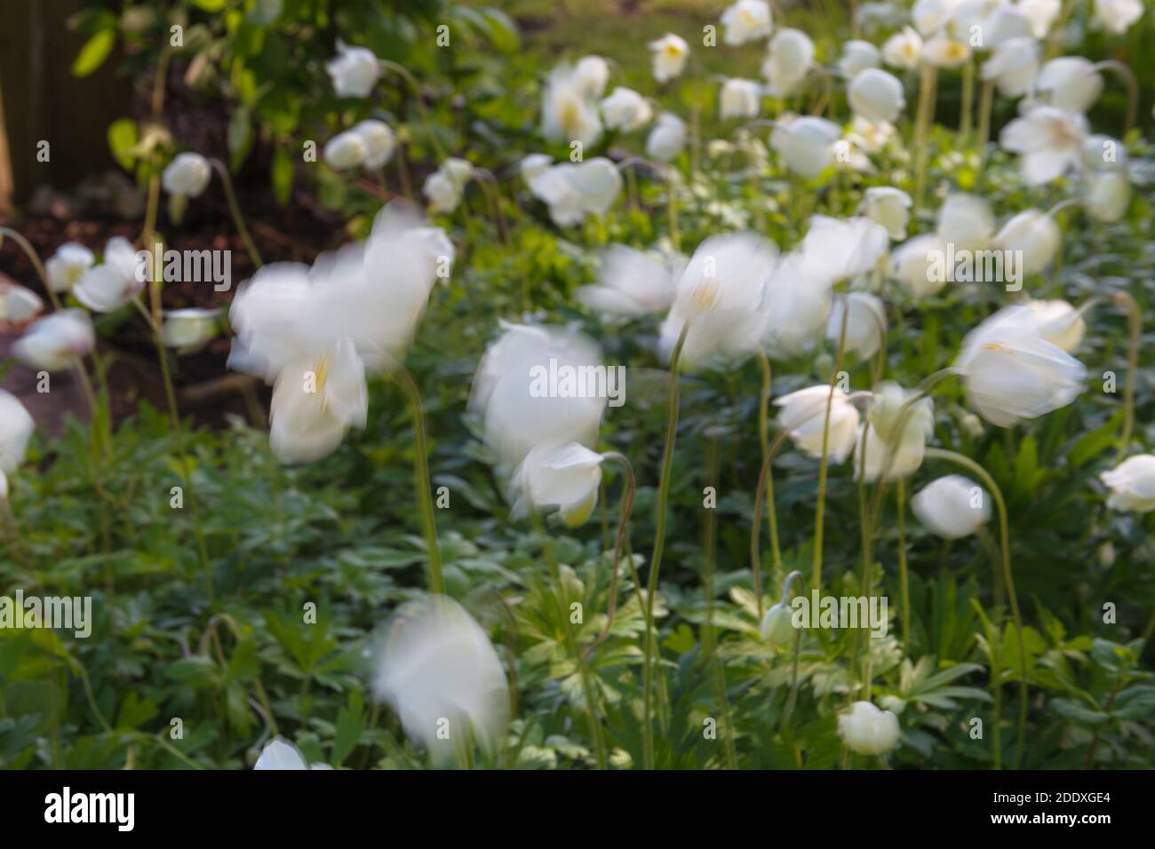 Blurred white flowers in motion. Windy moving and long shutter speed ...