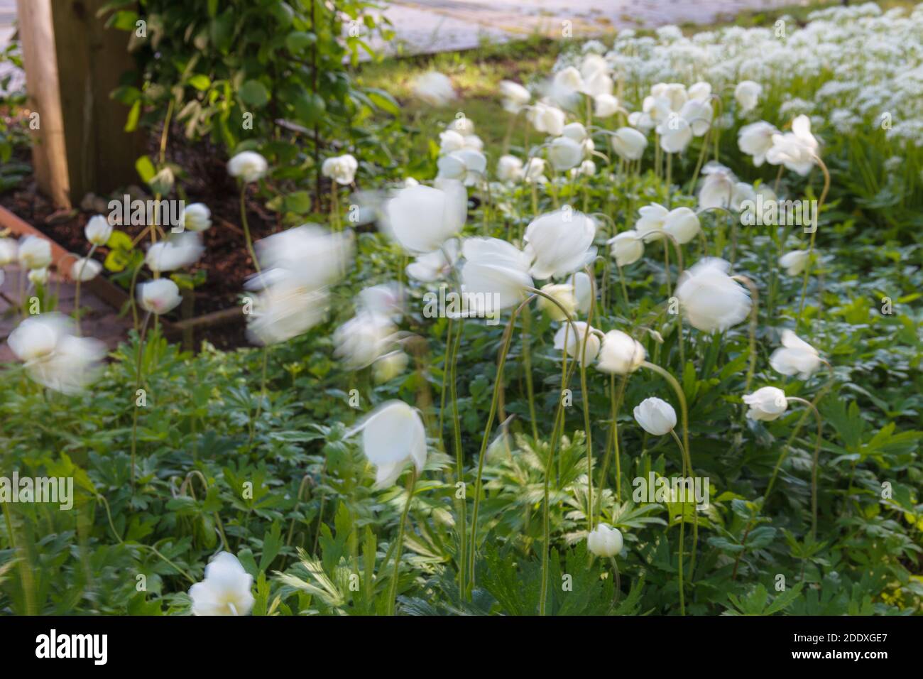 Blurred white flowers in motion. Windy moving and long shutter speed ...
