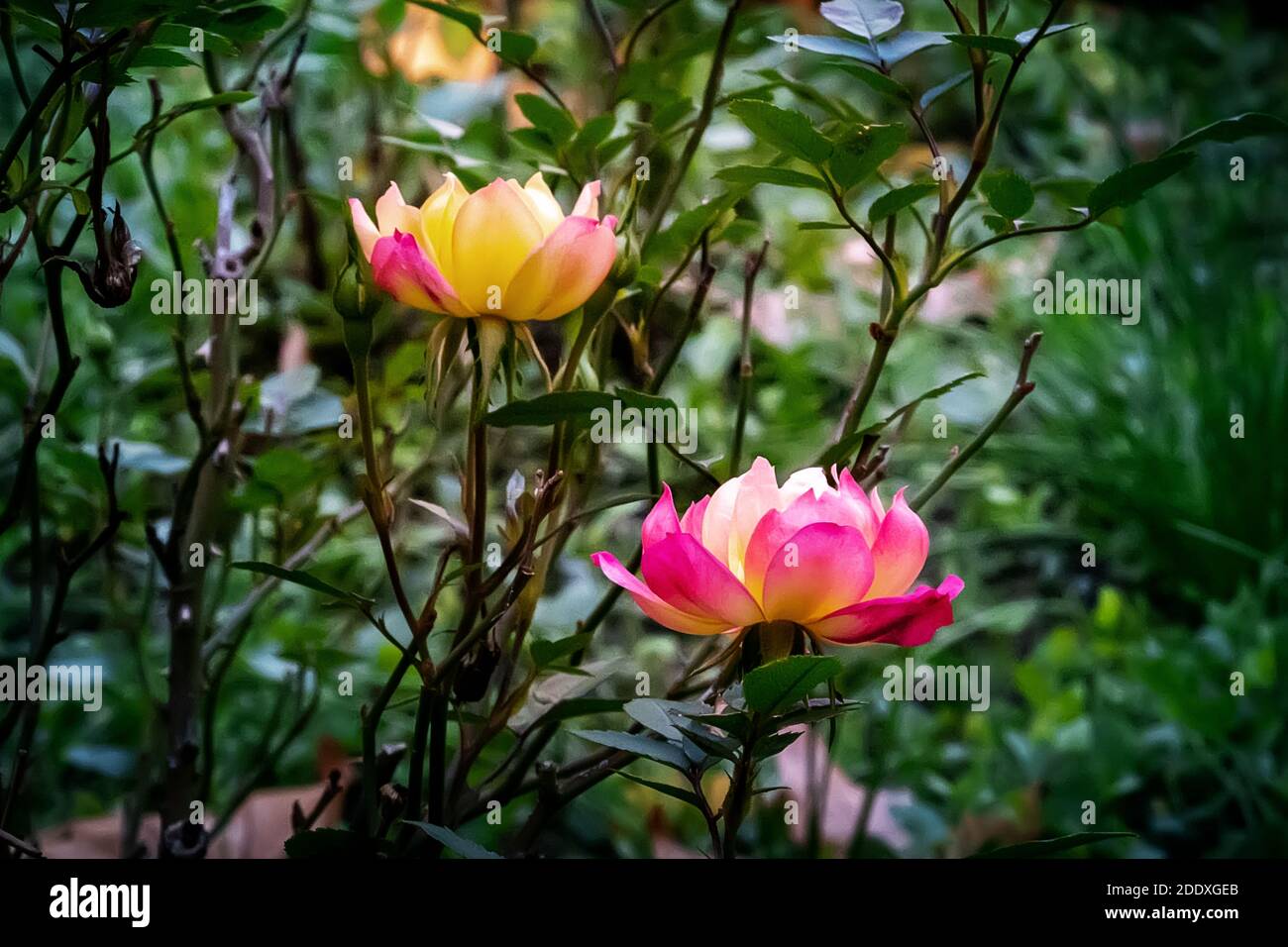 Rose baby masquerade hi-res stock photography and images - Alamy