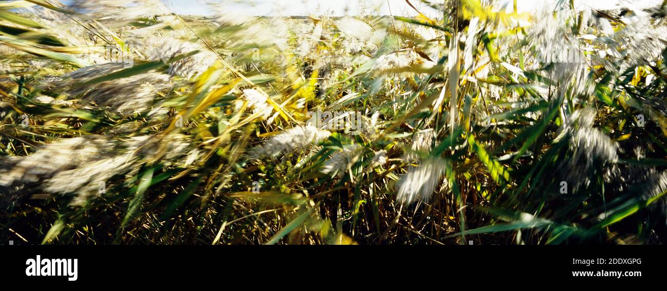 Reeds blowing in the wind. Common reed - Phragmites australis - in its ...
