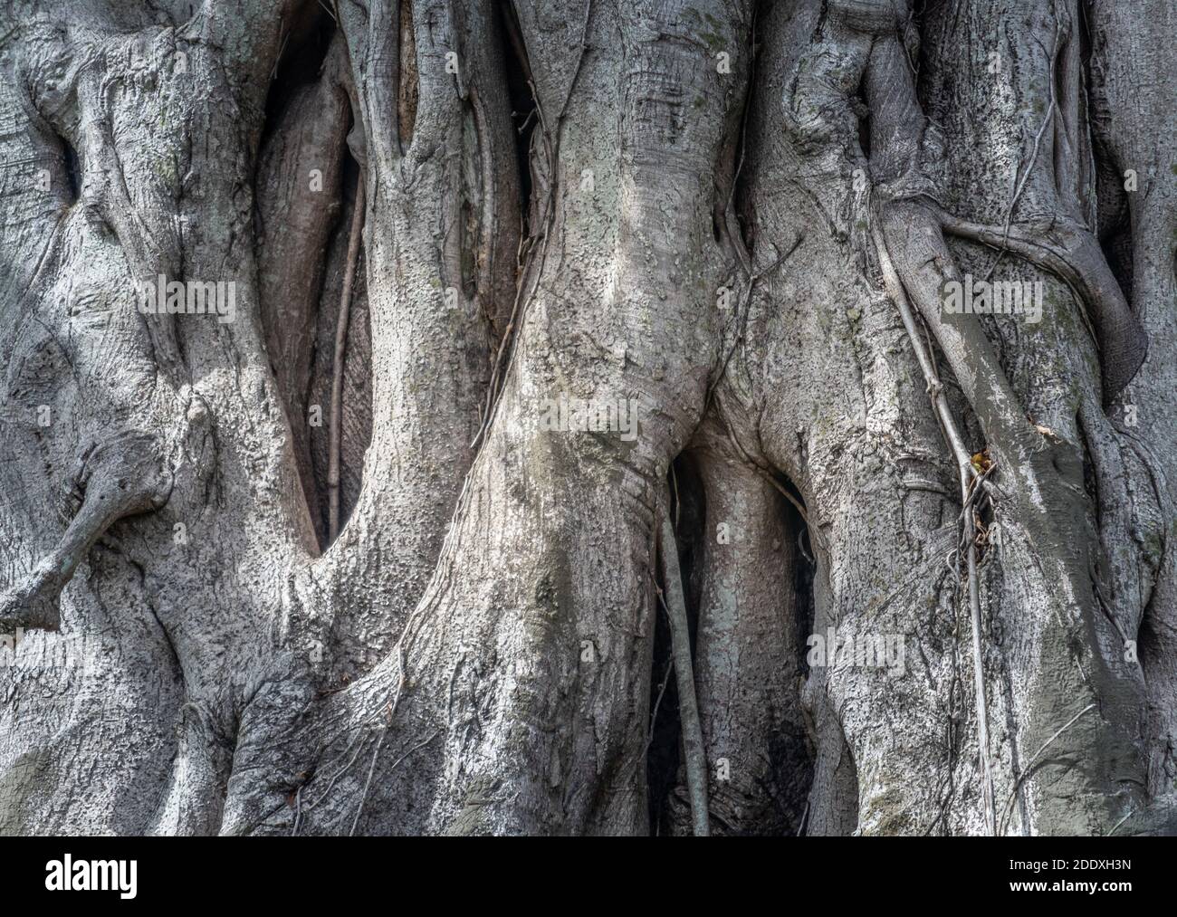 The lower part of a tree trunk with many roots entangled into one piece ...