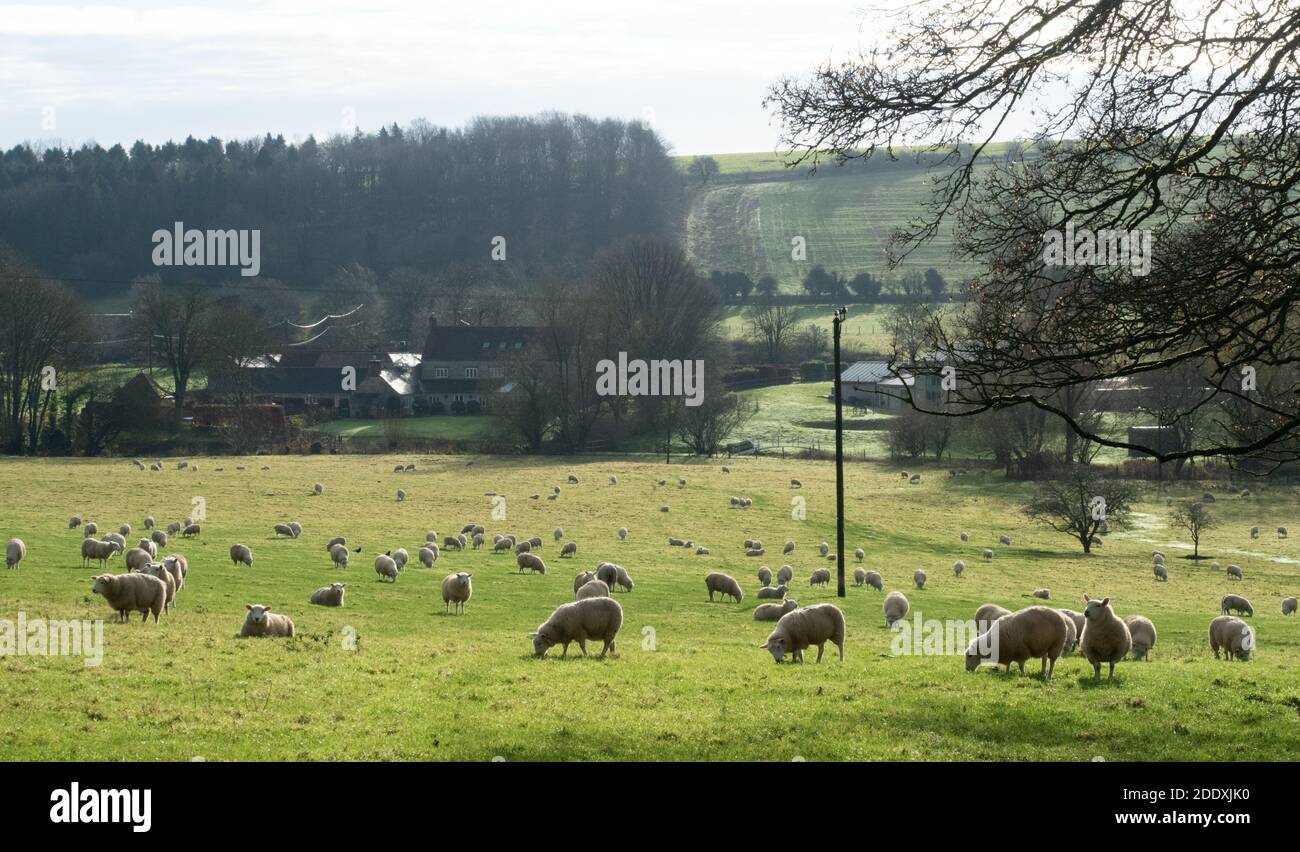 A large flock of sheep in a field at Kingston Deverill, Wiltshire, with ...
