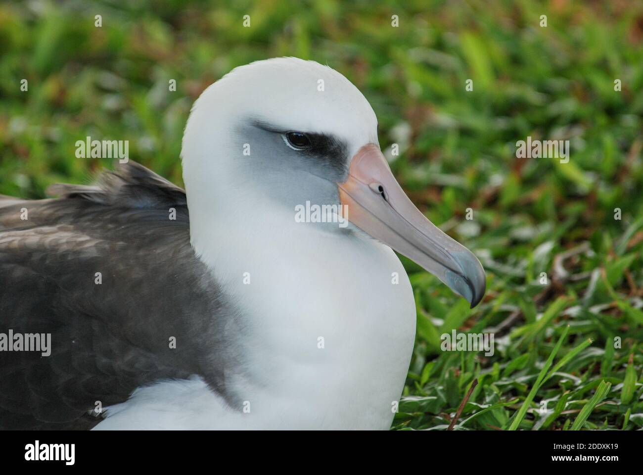 Laysan albatross (Phoebastria immutabilis) from Kauai island in Hawaii ...