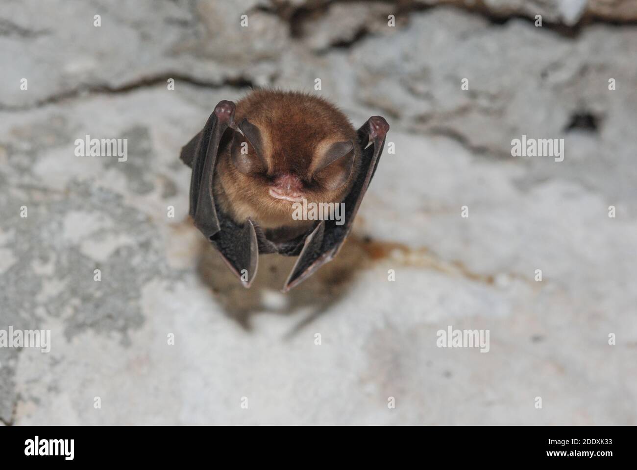 Mexican funnel eared bat hi-res stock photography and images - Alamy