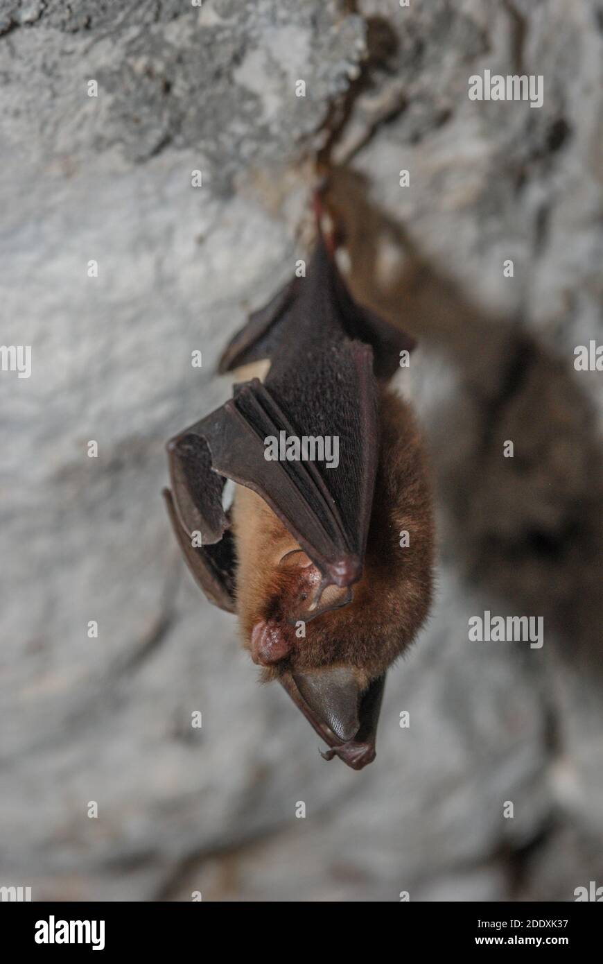 Mexican funnel-eared bat (Natalus stramineus) roosting inside an old ...