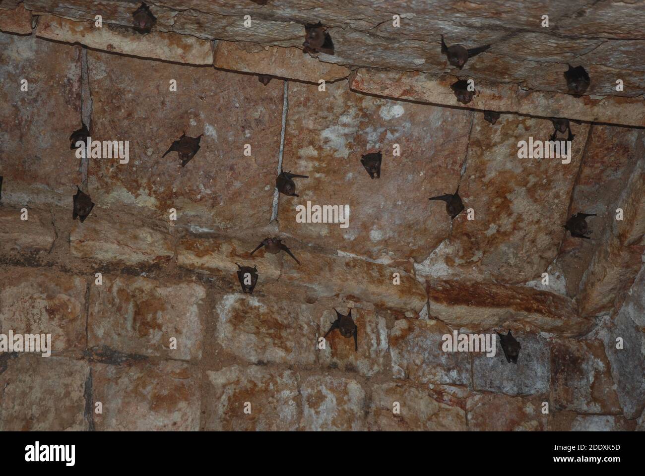Bats On Ceiling High Resolution Stock Photography and Images - Alamy