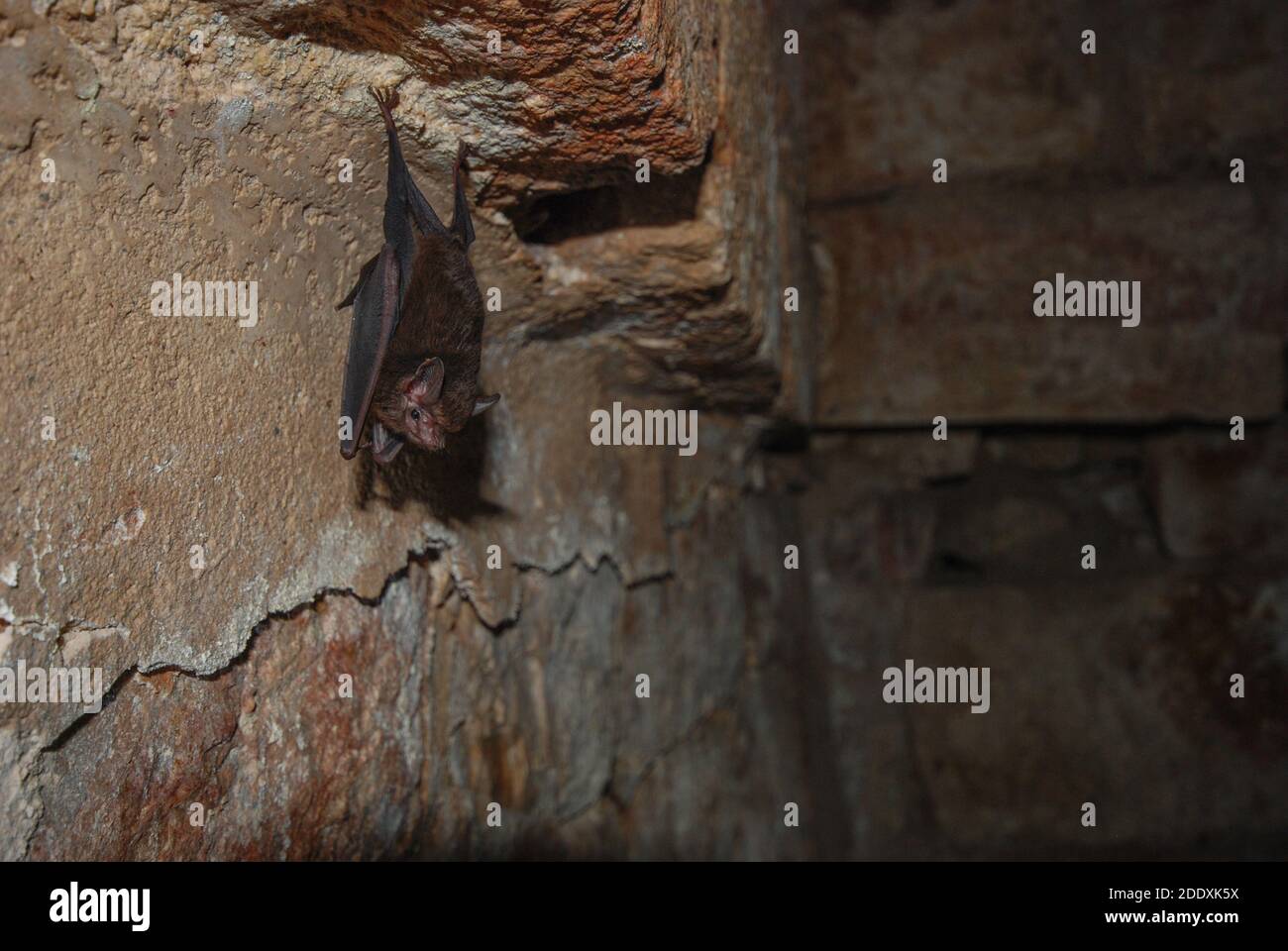 A roosting lesser dog faced bat (Peropteryx macrotis) inside an ...