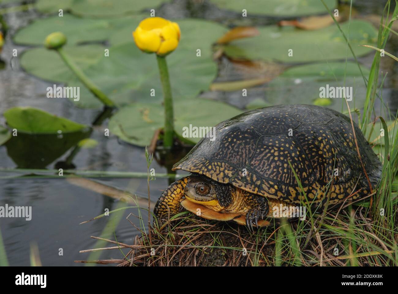 Blanding's turtle hi-res stock photography and images - Alamy