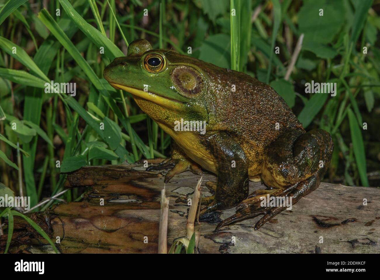 Male american bullfrog hi-res stock photography and images - Alamy