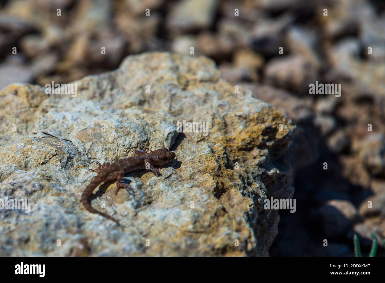 Even-fingered gecko genus Alcophyllex or squeaky gecko in wild nature ...