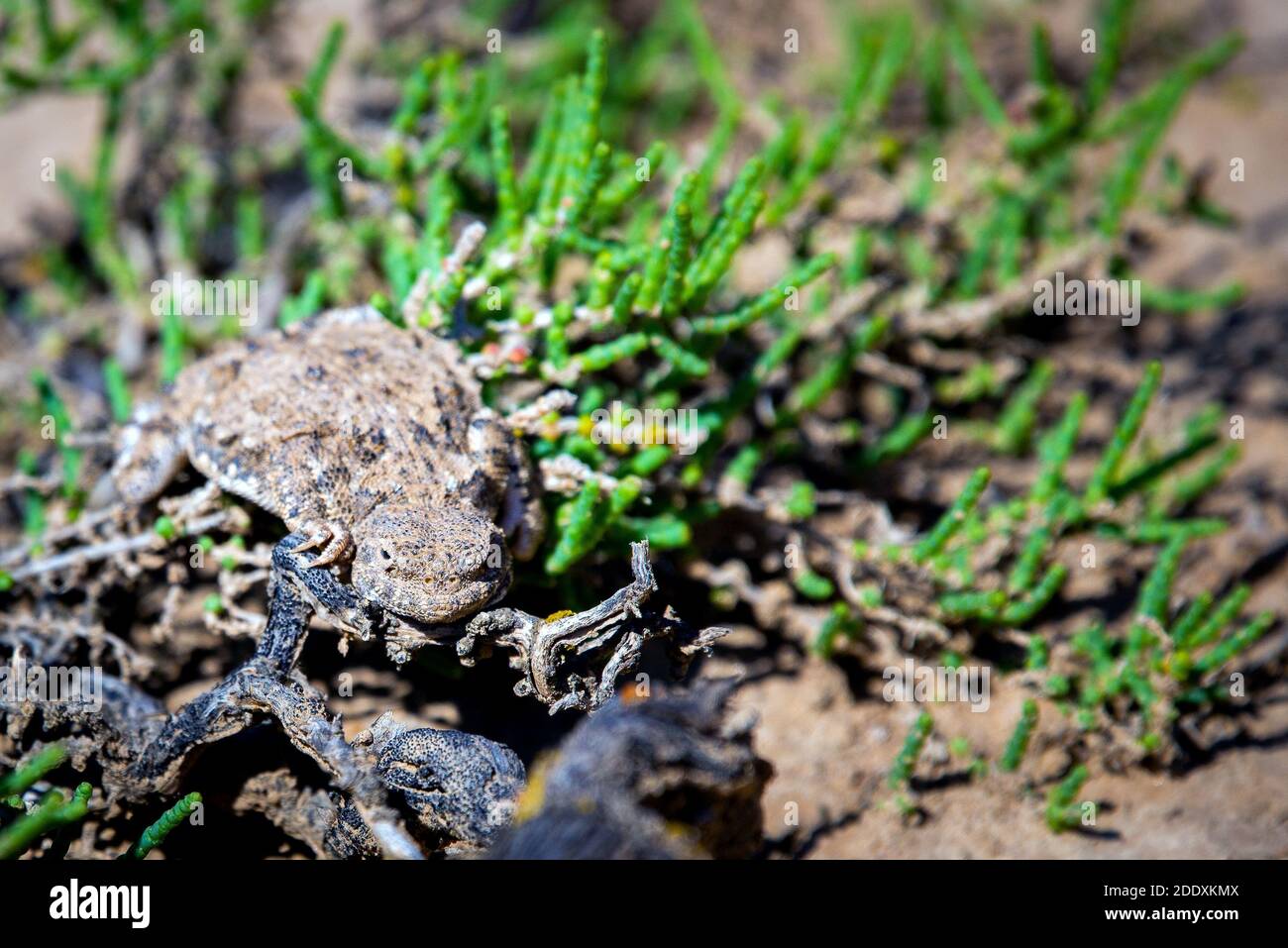 Close portrait of Phrynocephalus helioscopus agama in nature Stock ...
