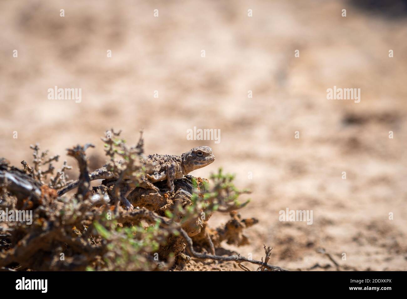Close portrait of Phrynocephalus helioscopus agama in nature Stock ...