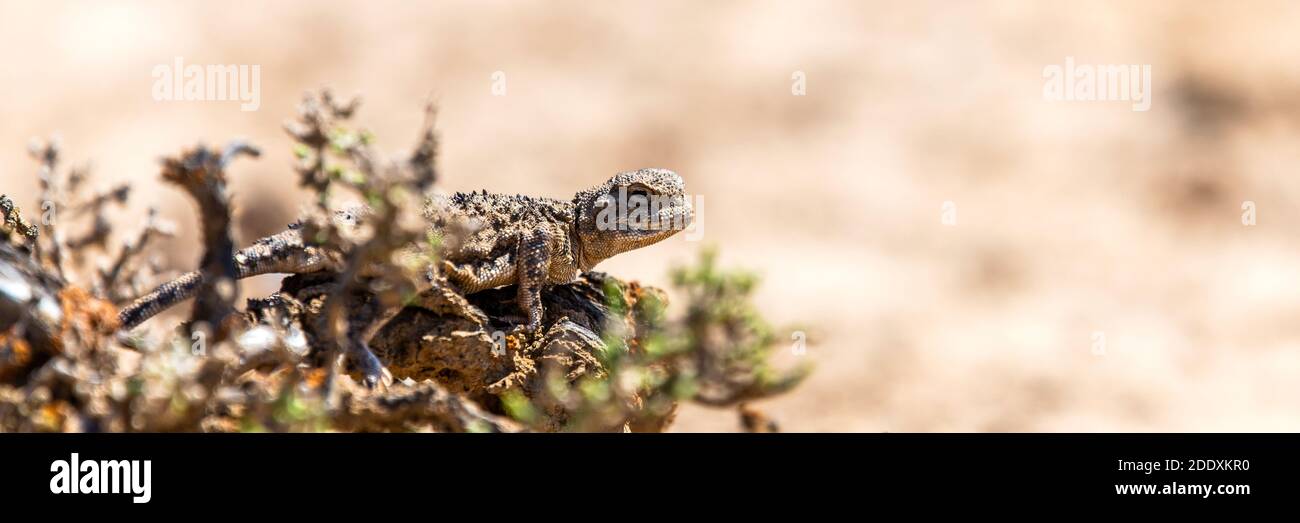 Close portrait of Phrynocephalus helioscopus agama in nature Stock ...