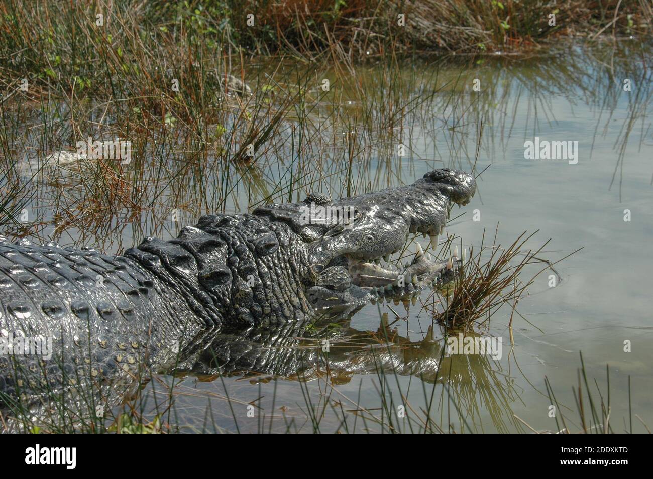 A large Morelet's crocodile (Crocodylus moreletii) in Lake Coba in the ...