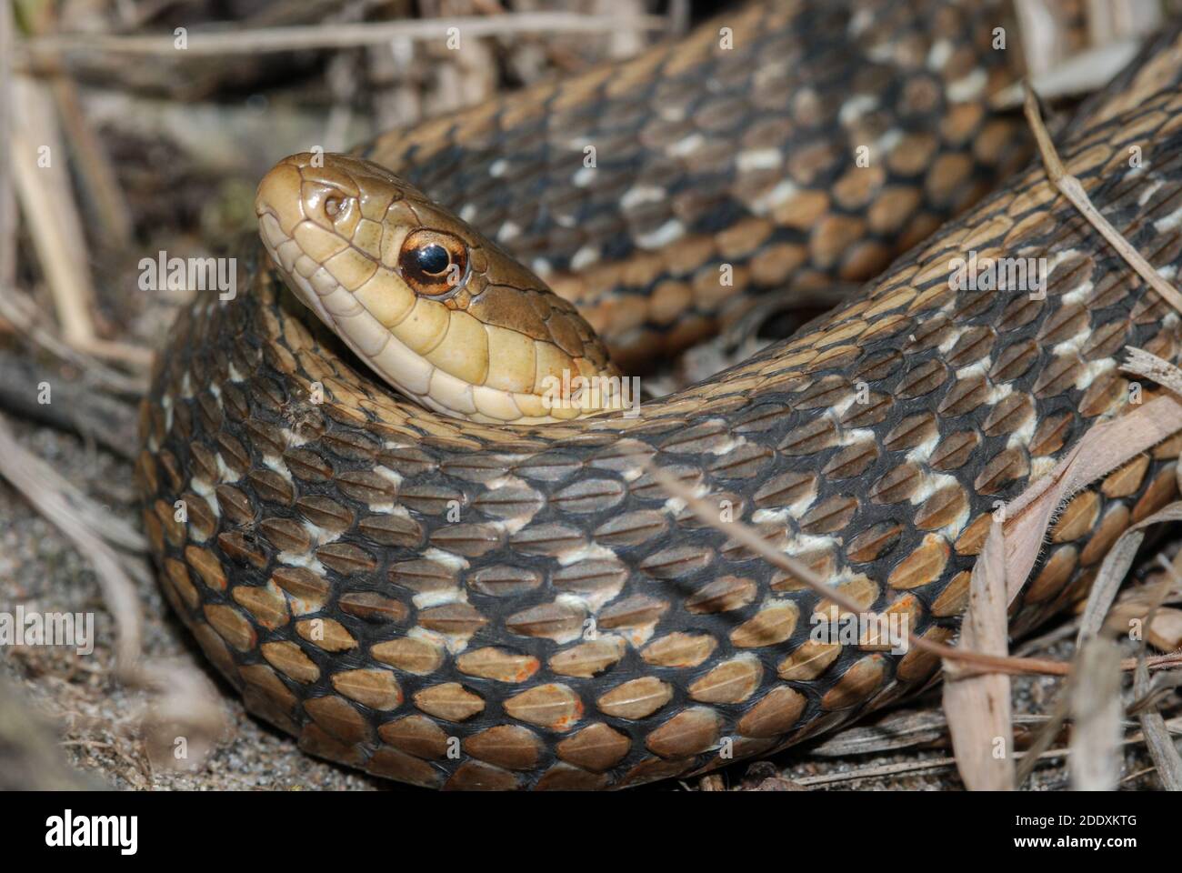 A common garter snake (Thamnophis sirtalis) from Point Pelee National ...