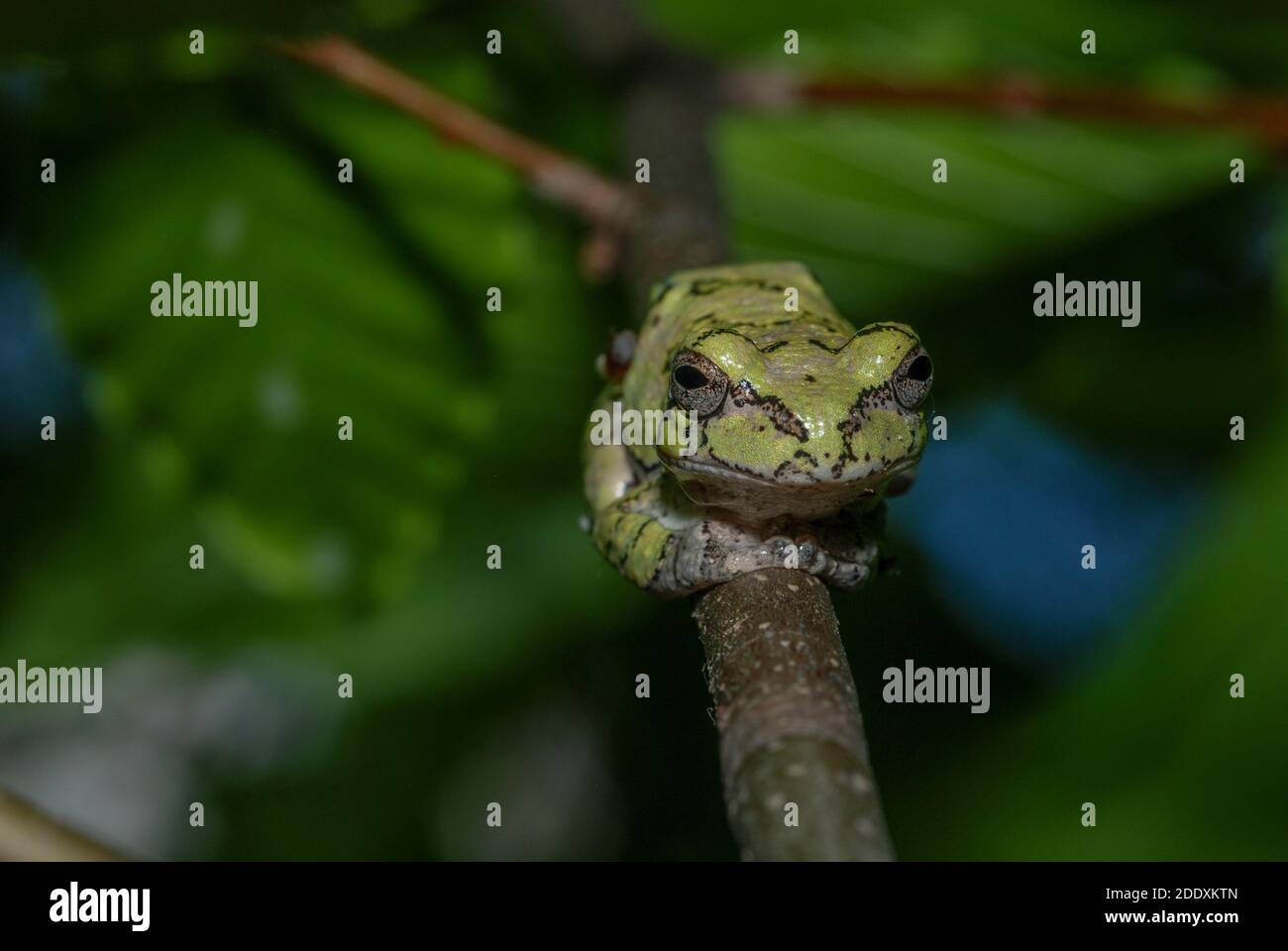 A gray tree frog (Hyla versicolor) from Wisconsin, USA Stock Photo - Alamy