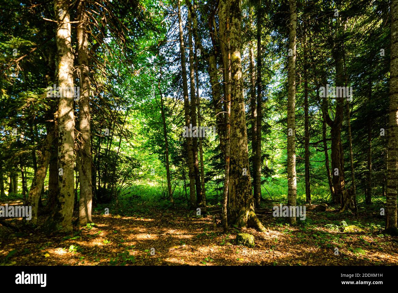 Deep in the forest tall trees and sunlight shines through the leaves ...