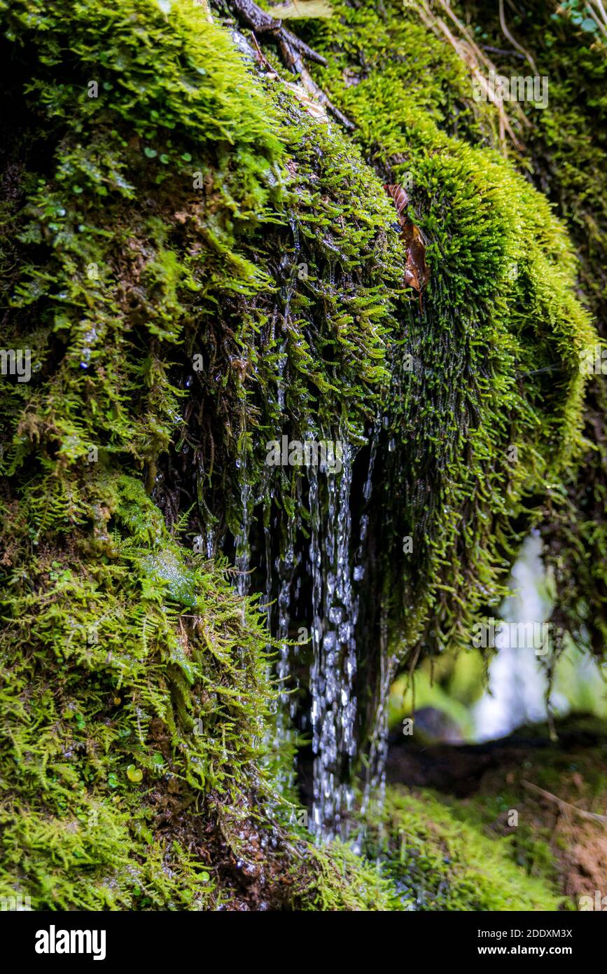 Ecology and nature. The source of clean drinking spring water among ...