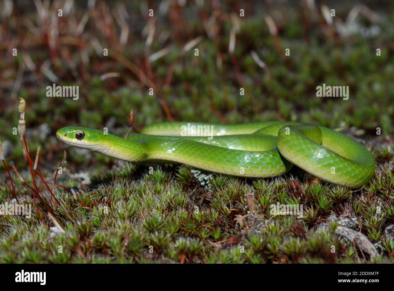 The smooth green snake (Opheodrys vernalis) a seldom seen snake in ...