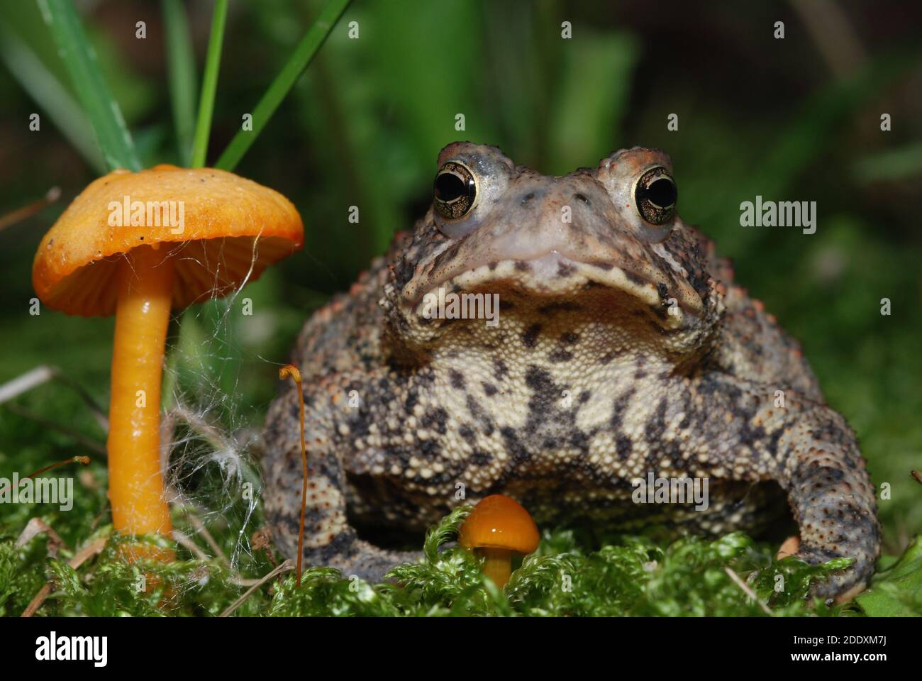Photo of a toadstool hi-res stock photography and images - Alamy