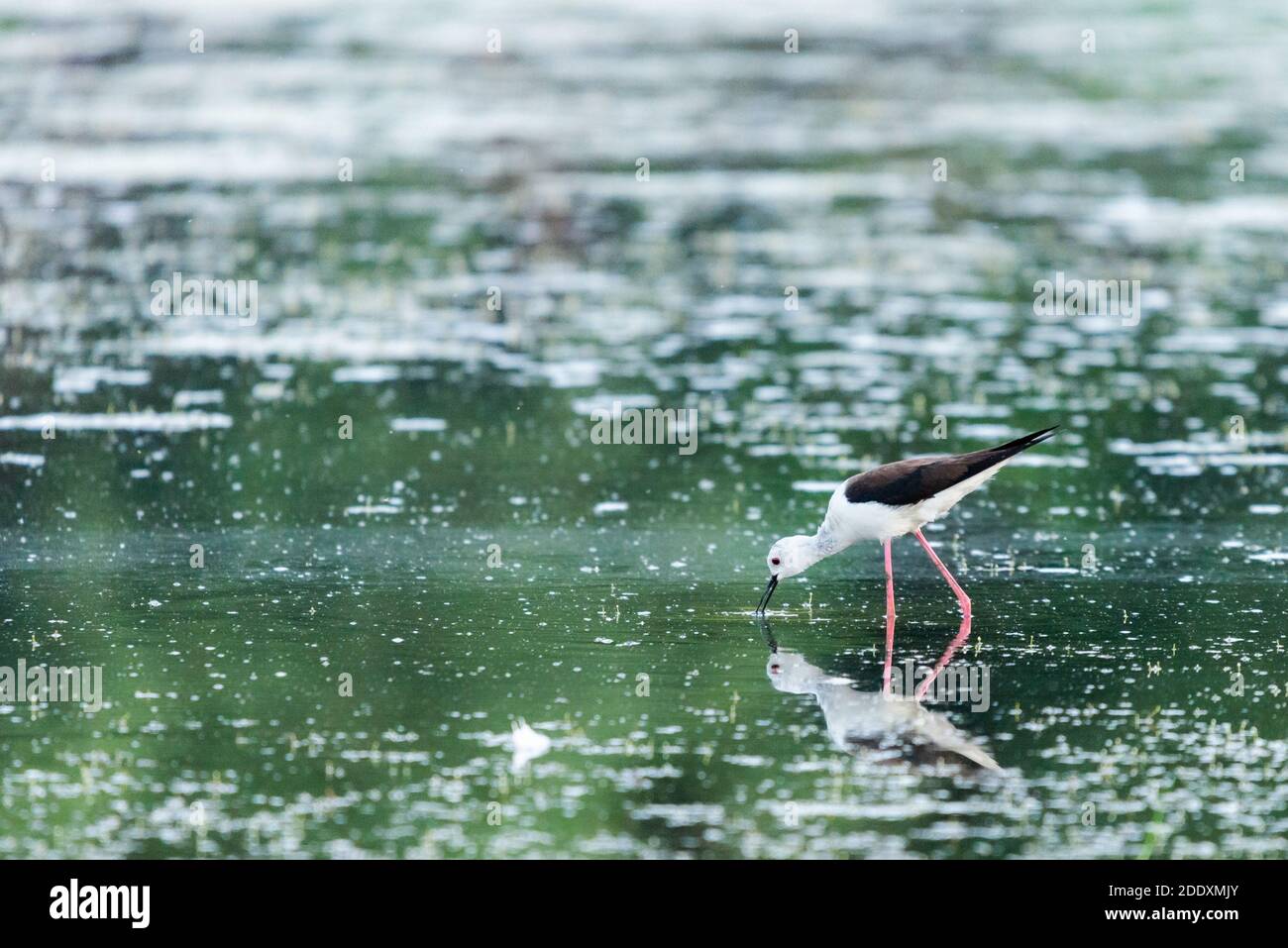 Bird birds stilts feather red hi-res stock photography and images - Alamy