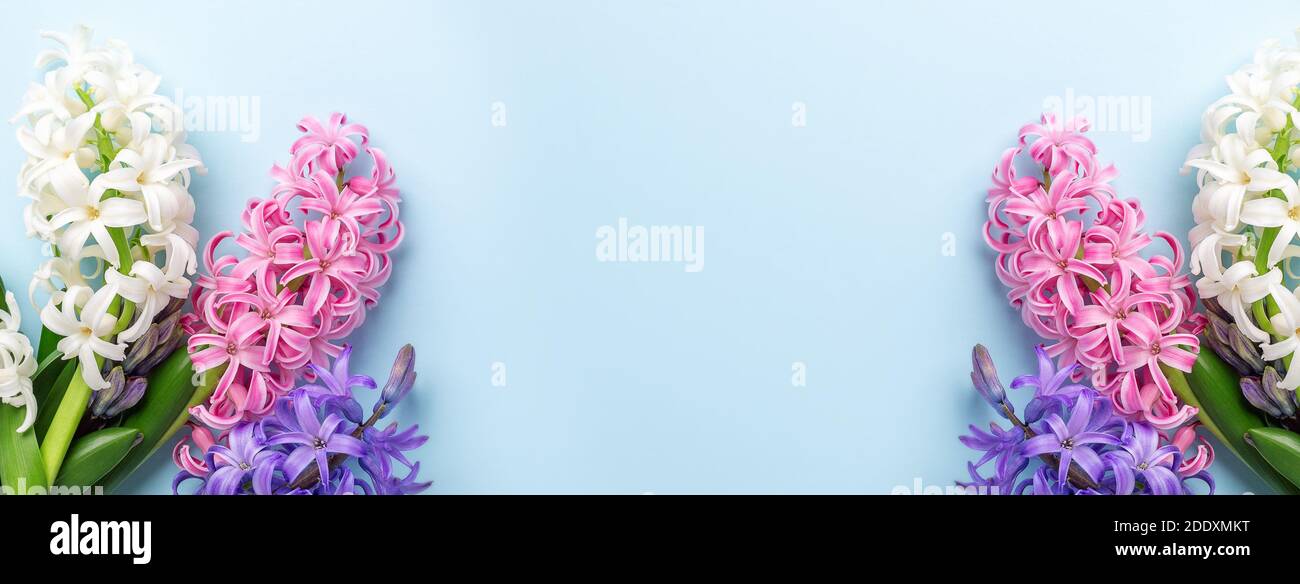 Spring banner with pink, white and purple hyacinths on blue pastel ...