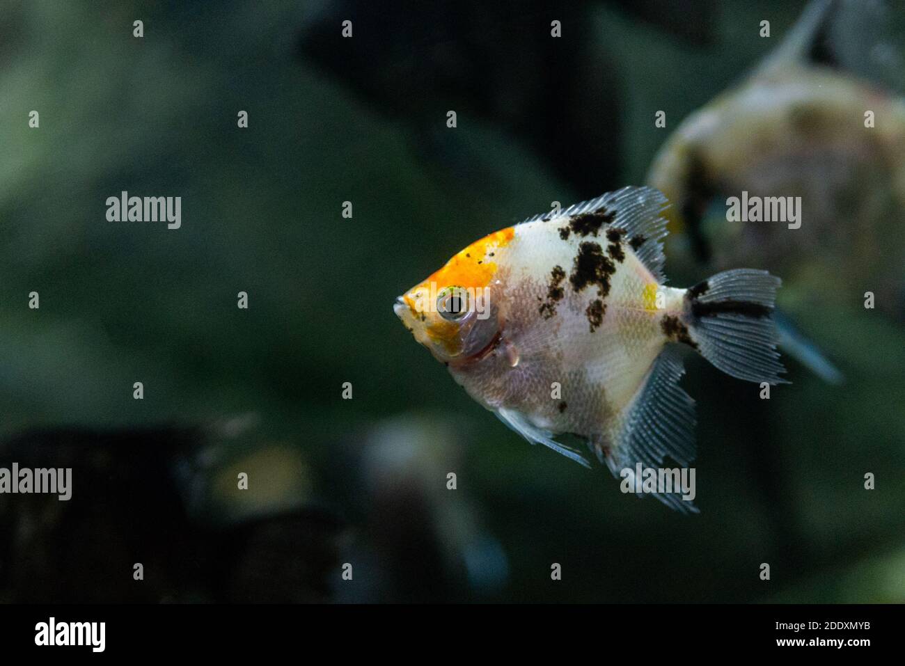 Freshwater Angelfish High Resolution Stock Photography and Images - Alamy