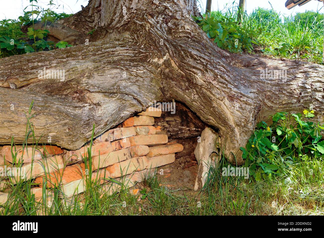 Tree root growing brick wall hi-res stock photography and images - Alamy