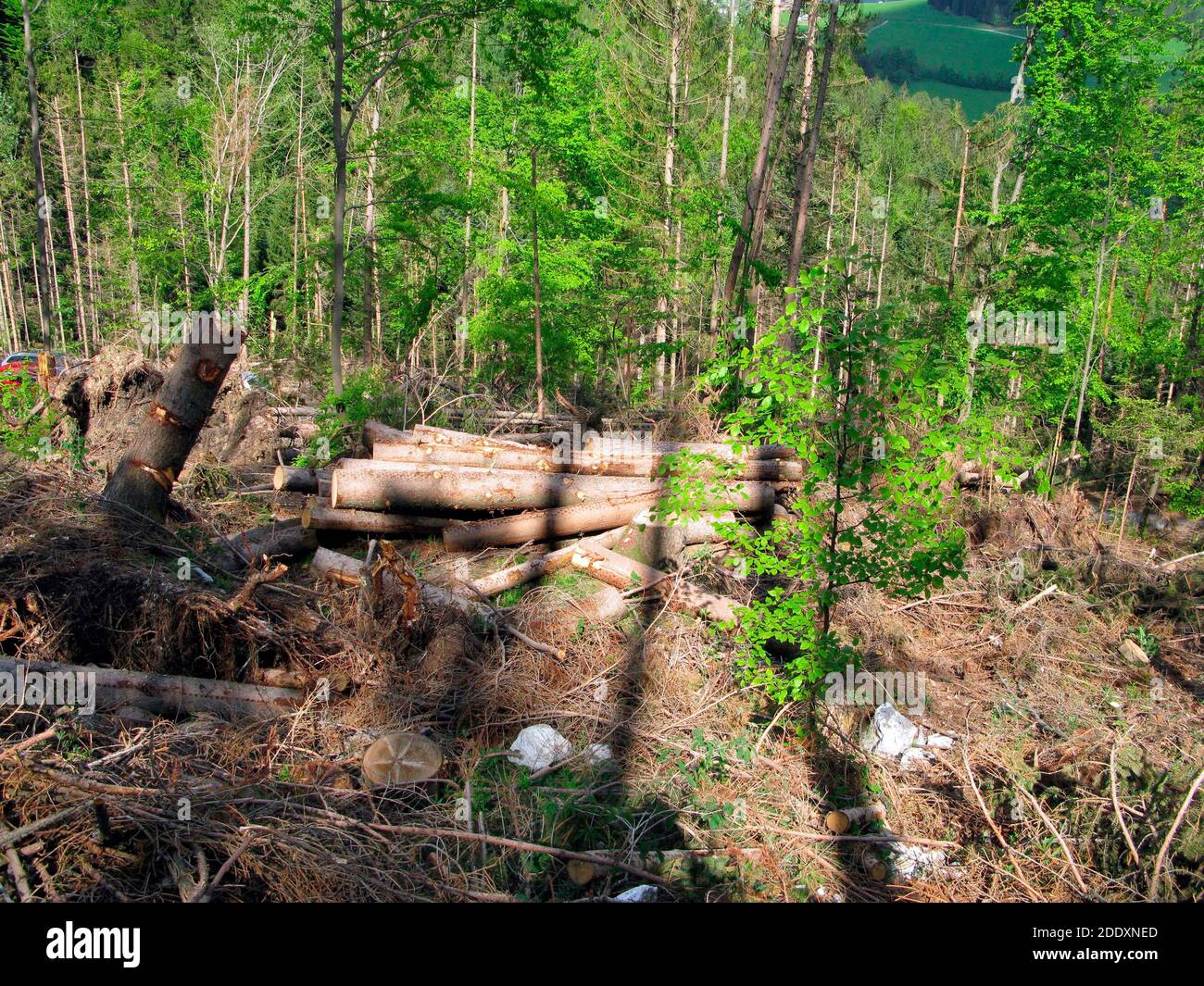 storm damage in the forest, fallen trees and damaged tree trunks Stock ...