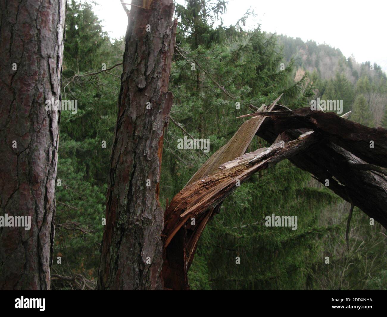 storm damage in the forest, fallen trees and damaged tree trunks Stock ...