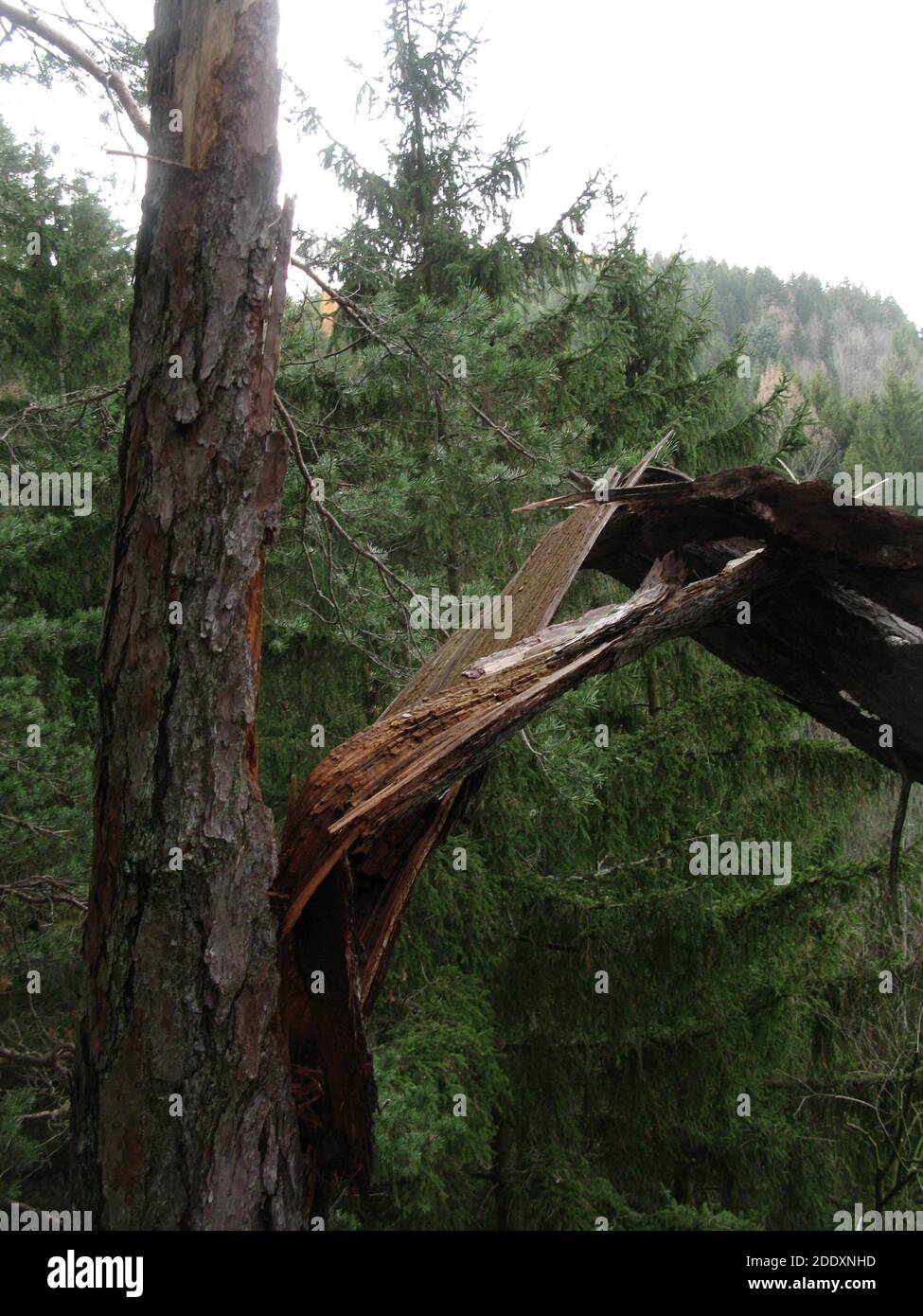storm damage in the forest, fallen trees and damaged tree trunks Stock ...