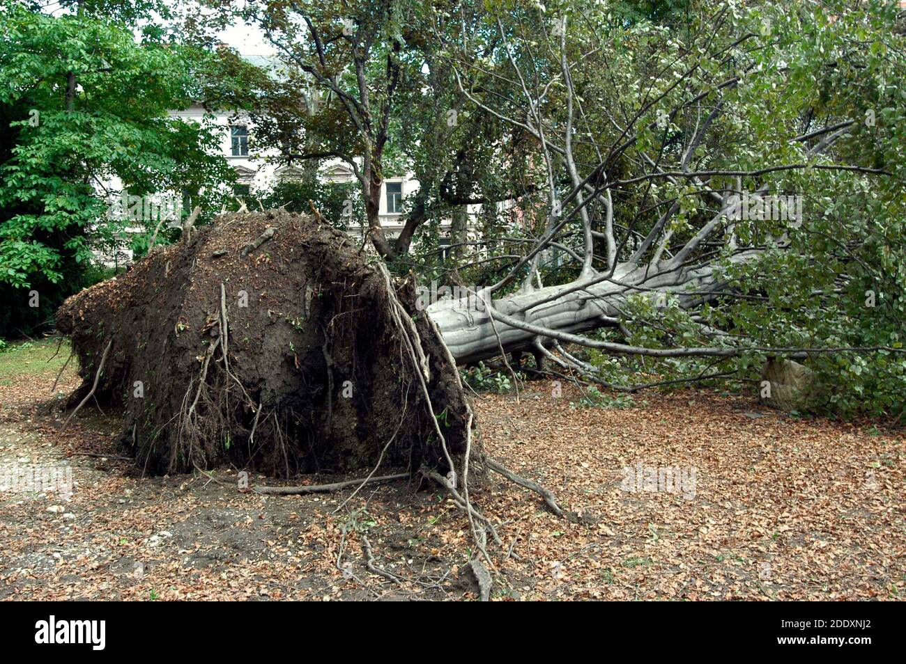 damage after storm in the park, fallen trees and destruction Stock ...