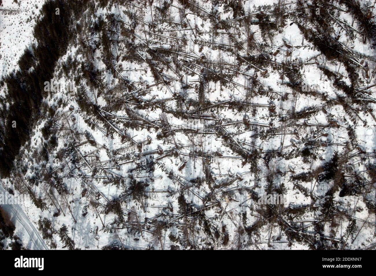 storm damage in the forest, with fallen trees in winter Stock Photo - Alamy