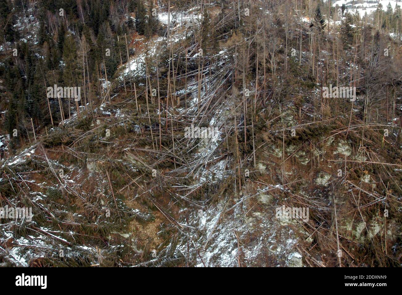 storm damage in the forest, with fallen trees in winter Stock Photo - Alamy