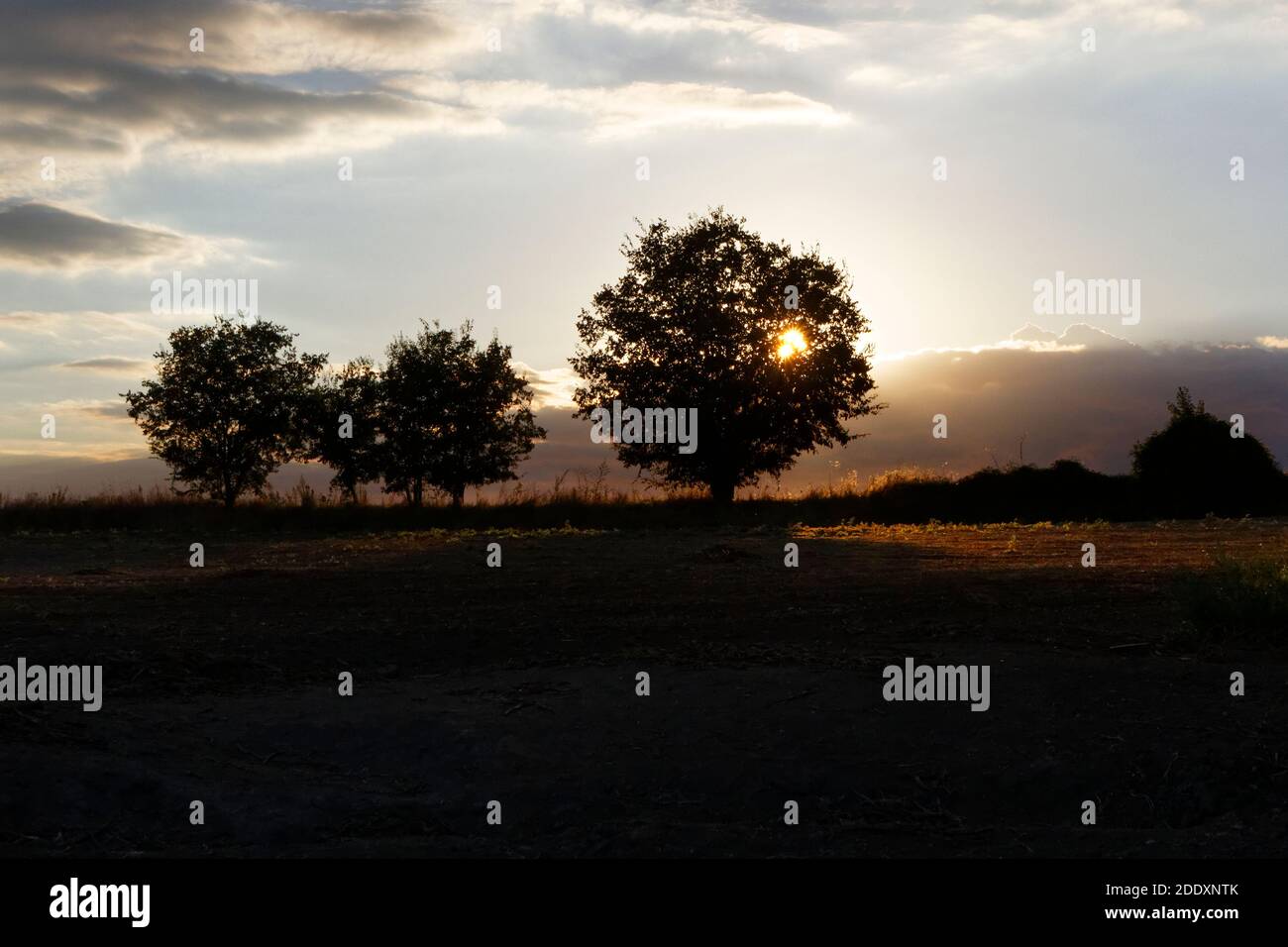 Tree silhouette sunset landscape hi-res stock photography and images ...