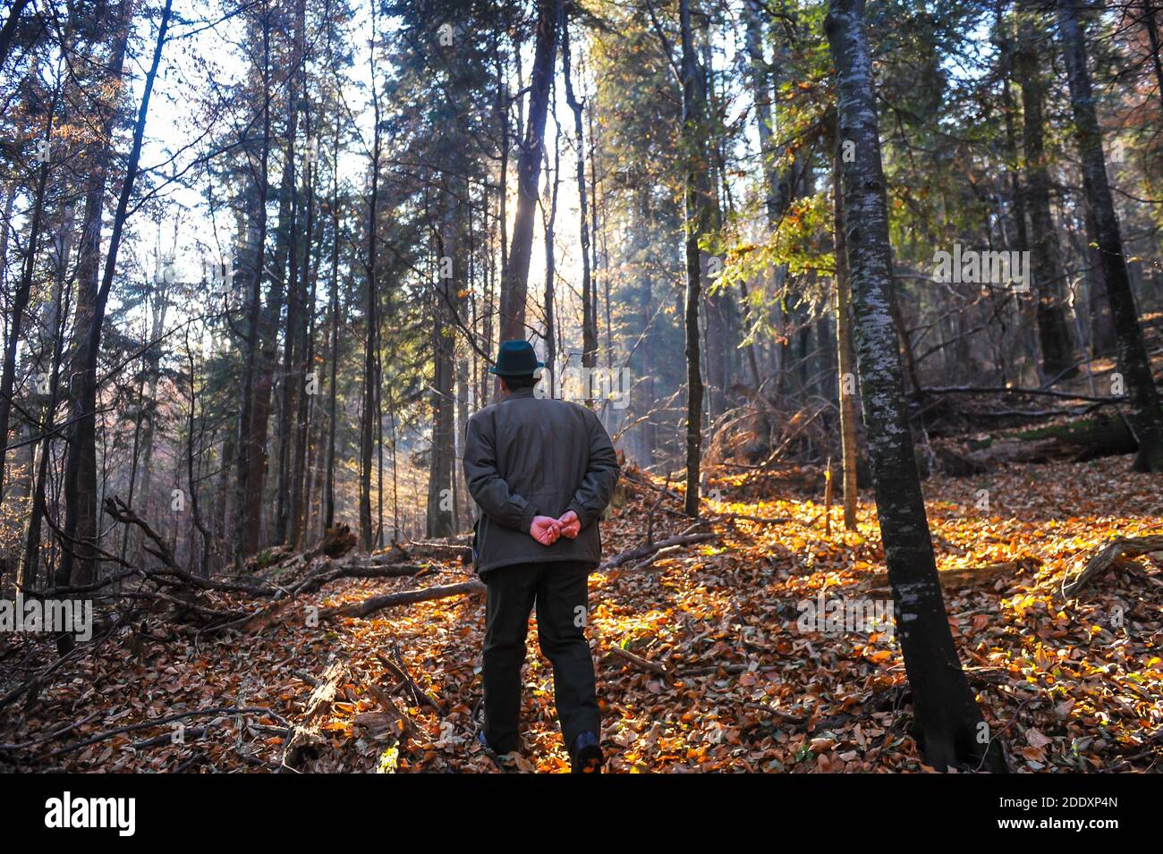 Romanian forest ranger inside a pine and broadleaf forest Stock Photo ...