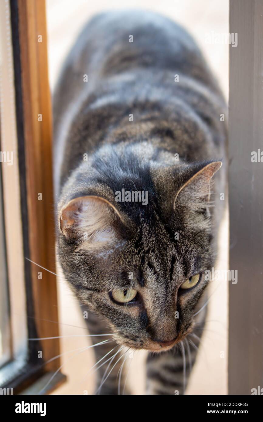Close up portrait view of a gray stripe tabby cat entering a casement ...
