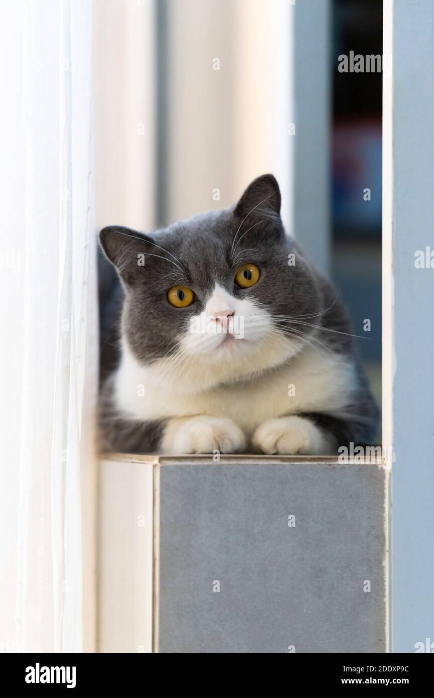 Cute British Shorthair lying on the windowsill Stock Photo - Alamy