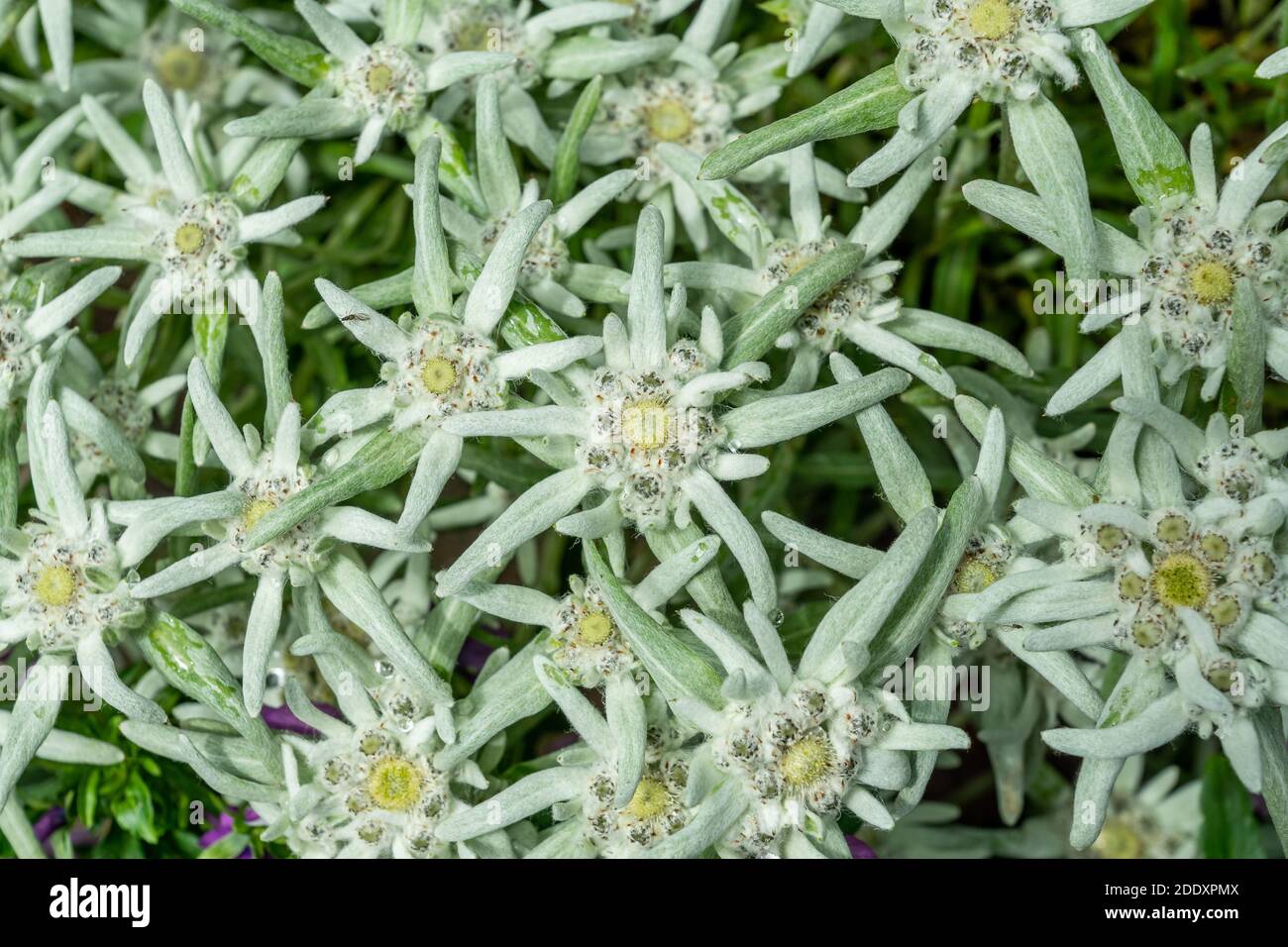 Edelweiss plant hi-res stock photography and images - Alamy