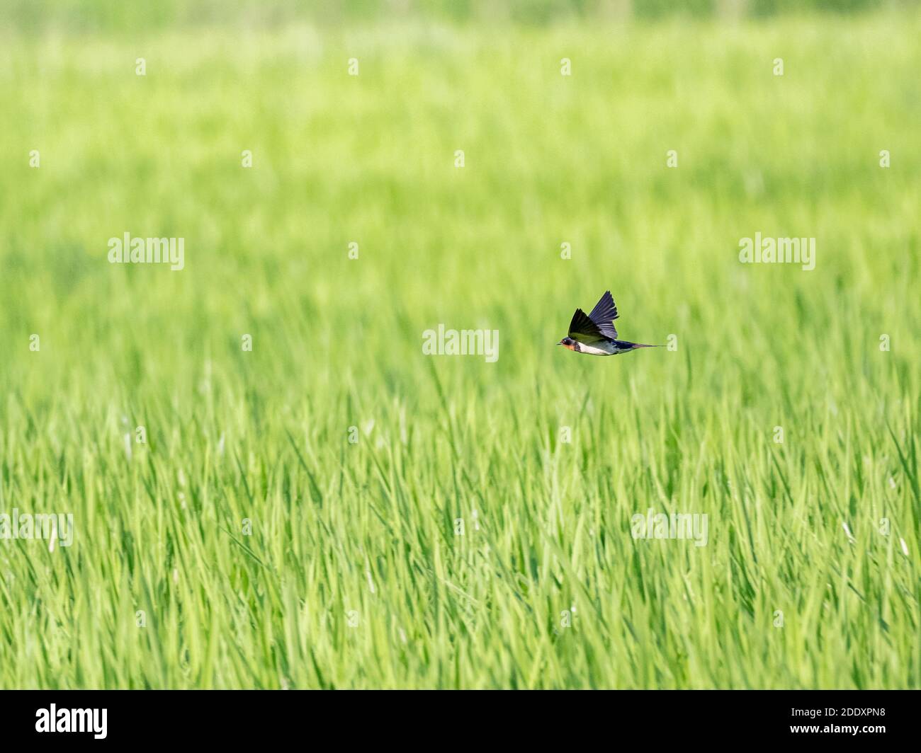 A barn swallow flying over green rice field Stock Photo - Alamy