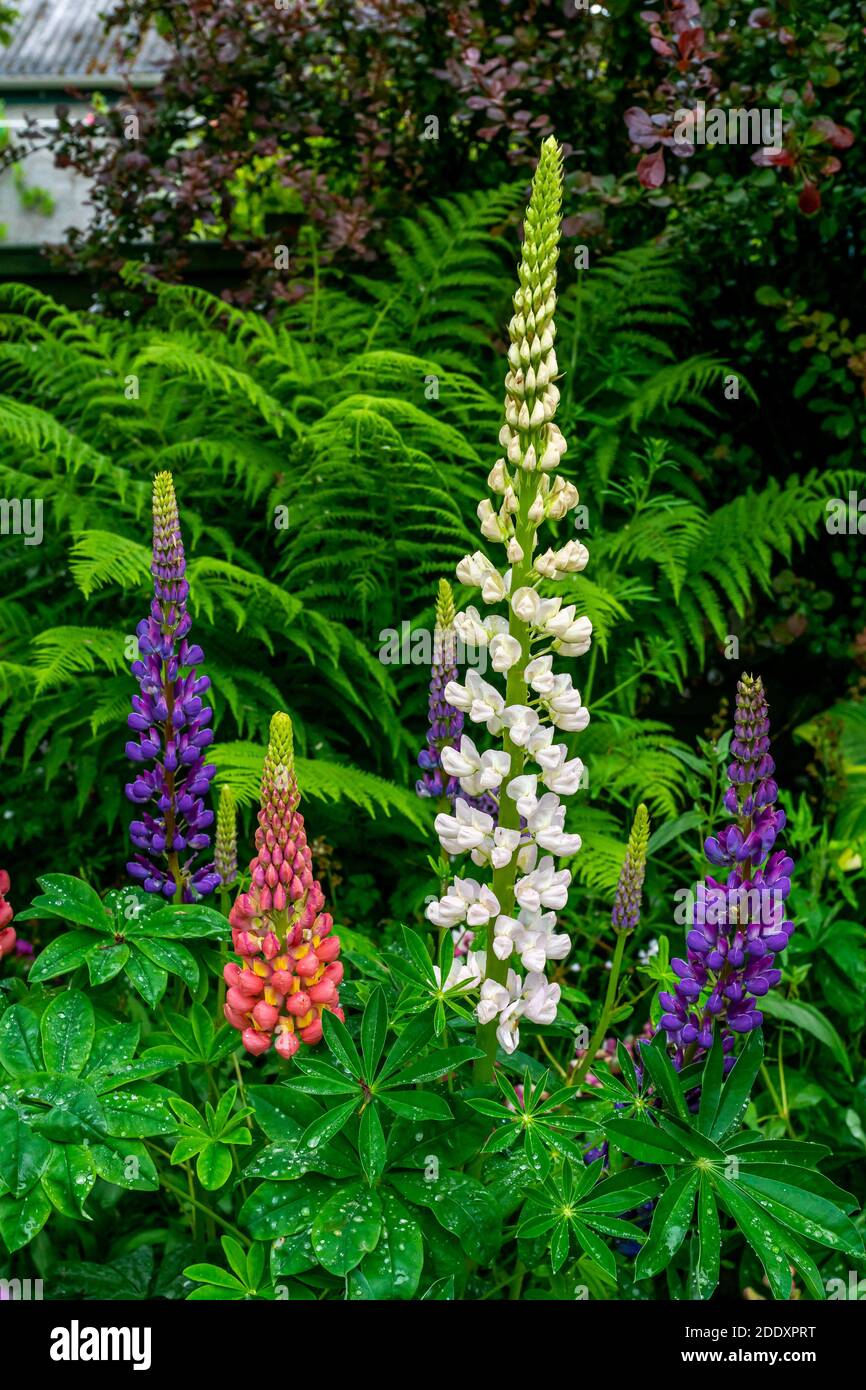 White lupin hi-res stock photography and images - Alamy