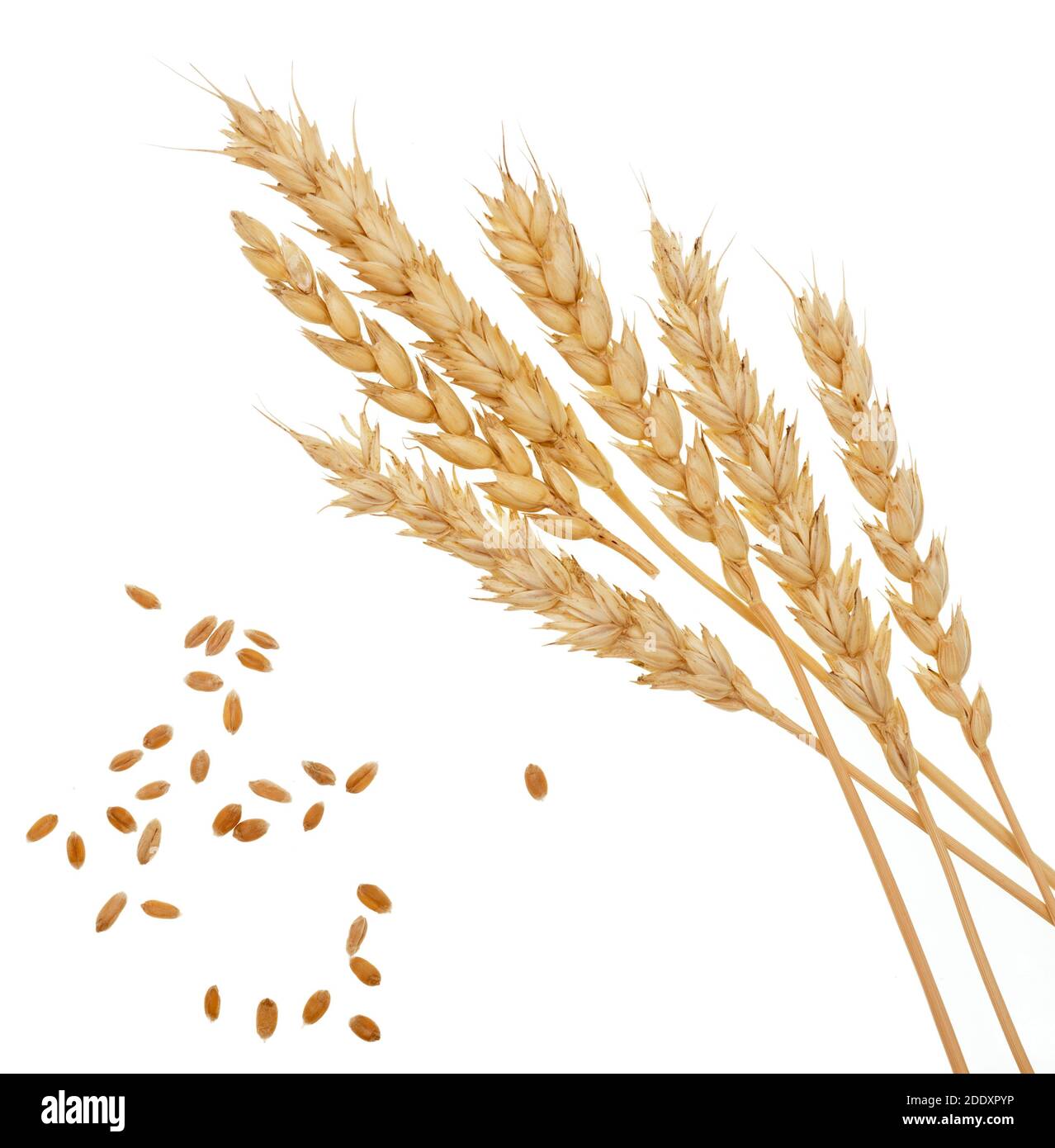 Wheat isolated on white background Stock Photo - Alamy