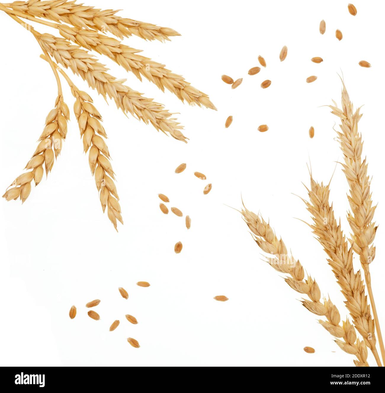 Wheat isolated on white background Stock Photo - Alamy